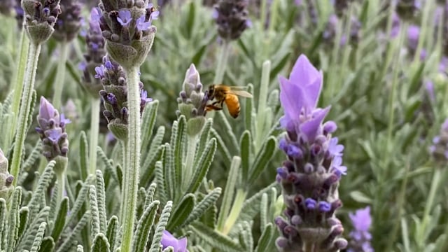 Lavender Bee, Lavender, Australian Bee. Free Stock Video - Pixabay