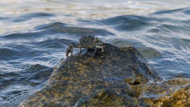 Crab Cliffs Rocks - Free video on Pixabay