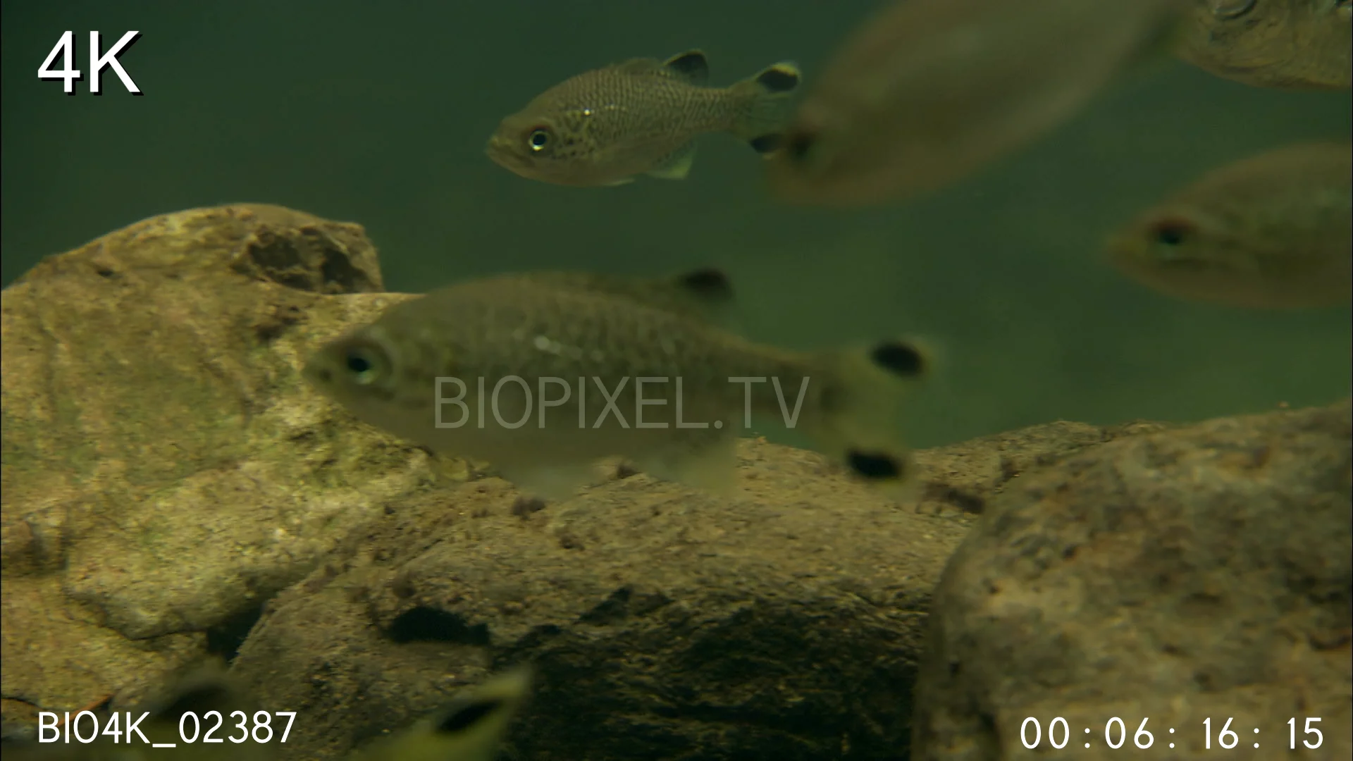 Freshwater Streams and Rivers - Juvenile mangrove jack in troical ...
