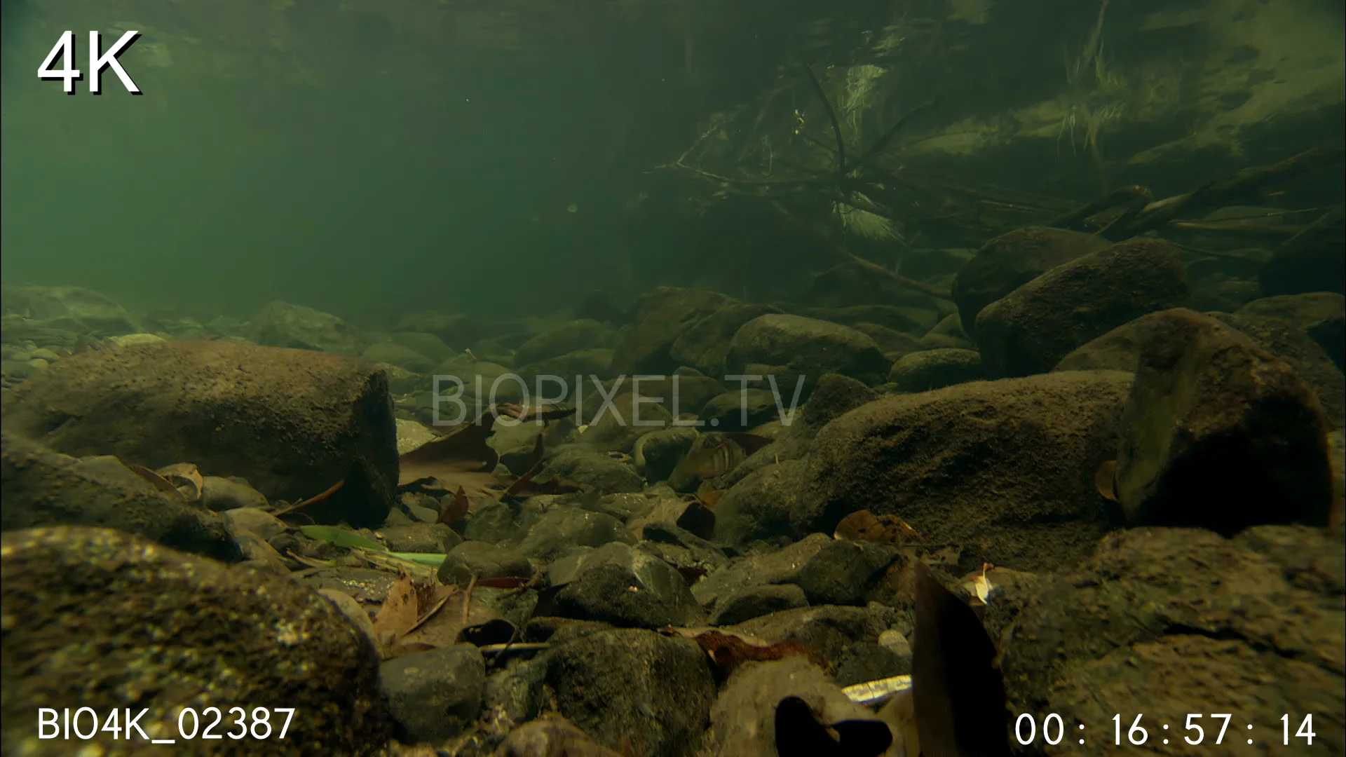 4K Freshwater Streams & Rivers - Freshwater tropical stream 4K on Vimeo