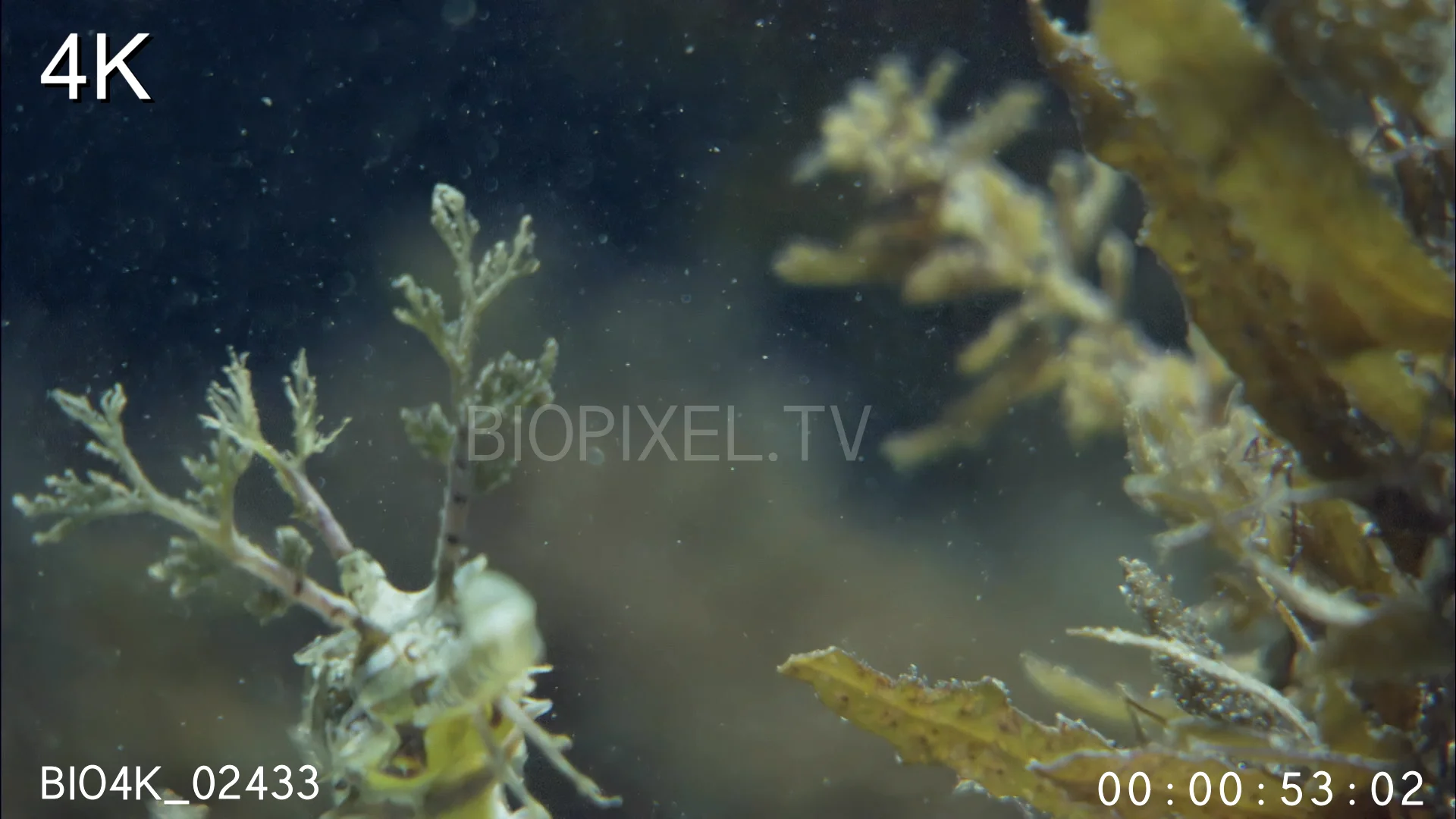 4K Fish Seahorse & Pipefish - Tropical ribboned pipefish 4K 1 on Vimeo
