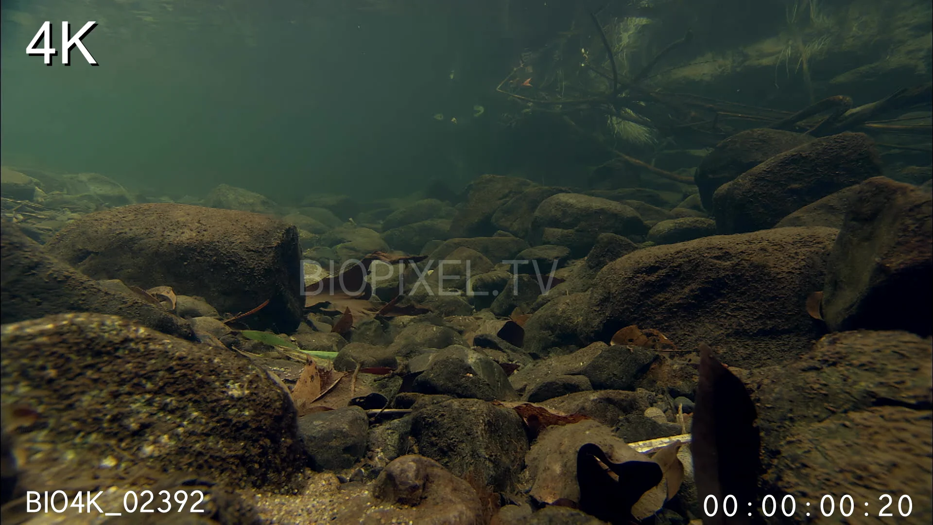 Freshwater Streams and Rivers - Freshwater moray eel Gymnothorax ...