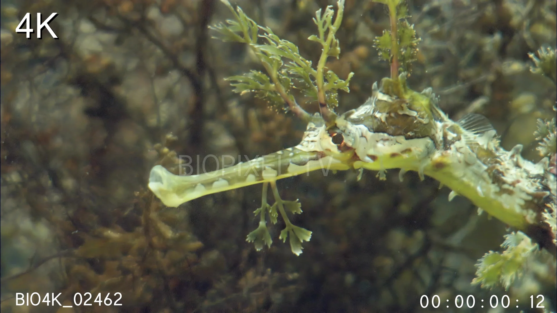 4K Fish Seahorse & Pipefish - Tropical ribboned pipefish 4K 4 on Vimeo