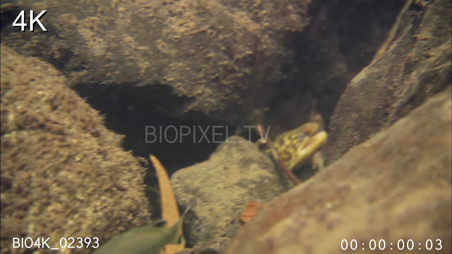 Freshwater Streams and Rivers - Freshwater moray eel Gymnothorax ...