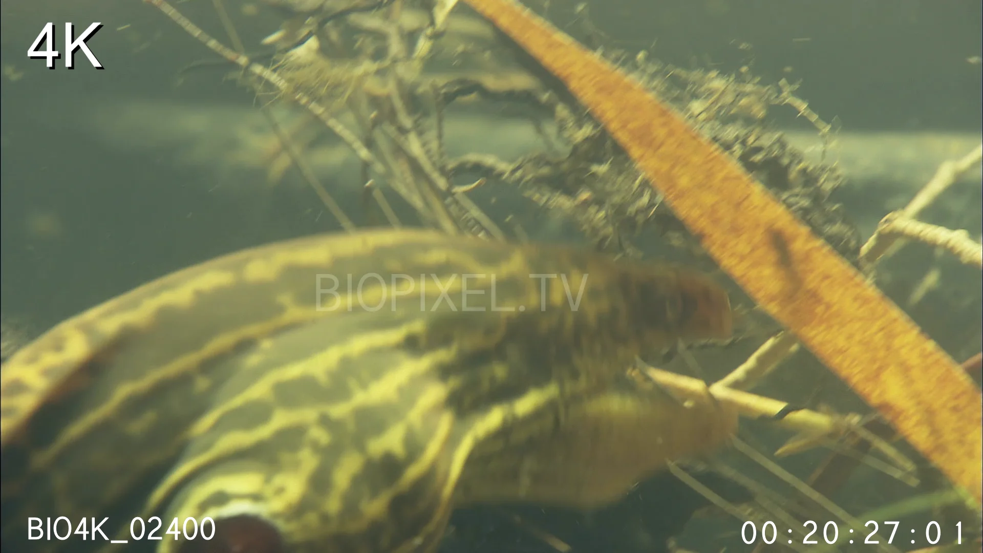 4K Freshwater Streams & Rivers - Freshwater moray eel Gymnothorax ...