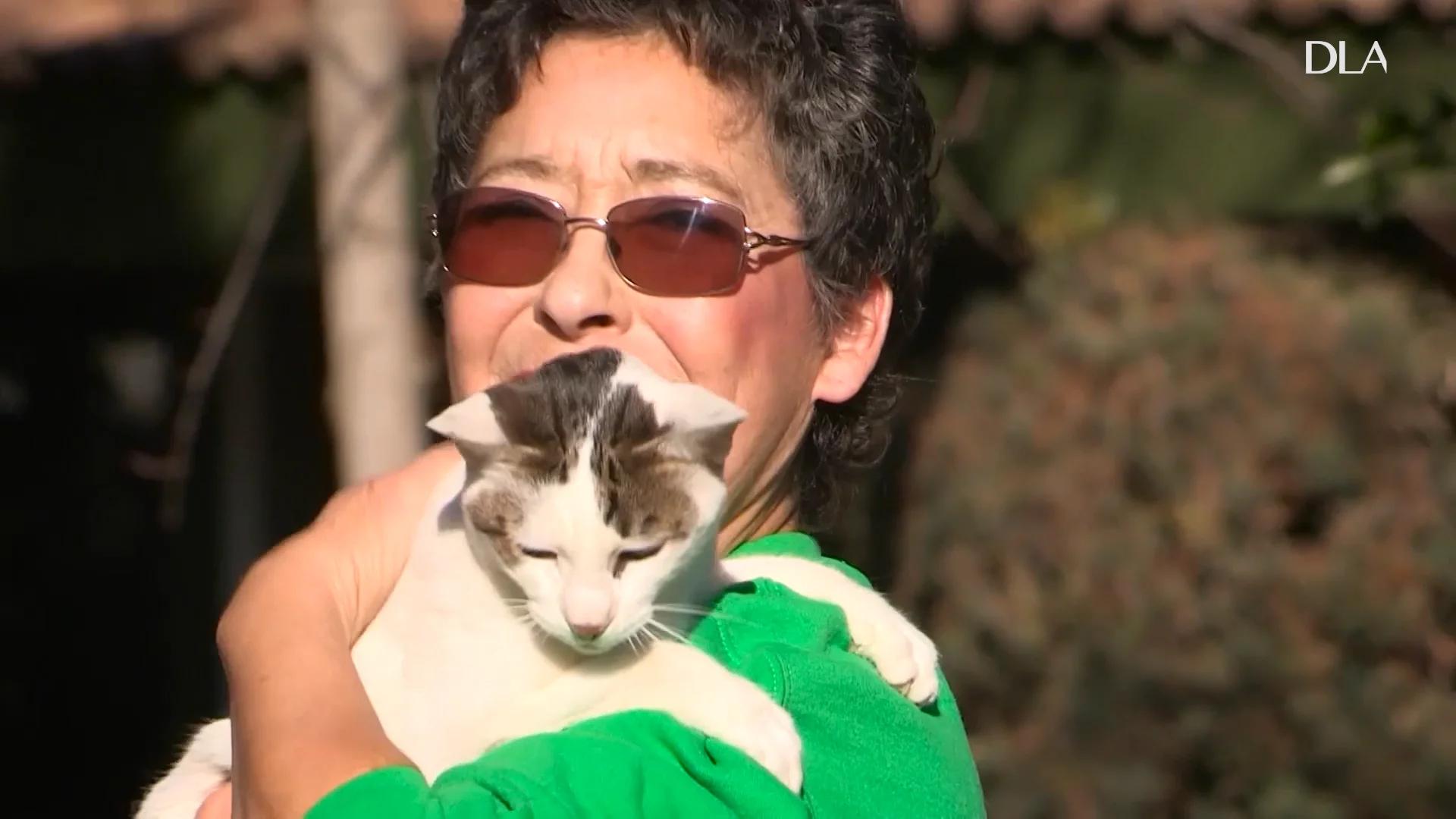 MV One Thousand Cats on Vimeo