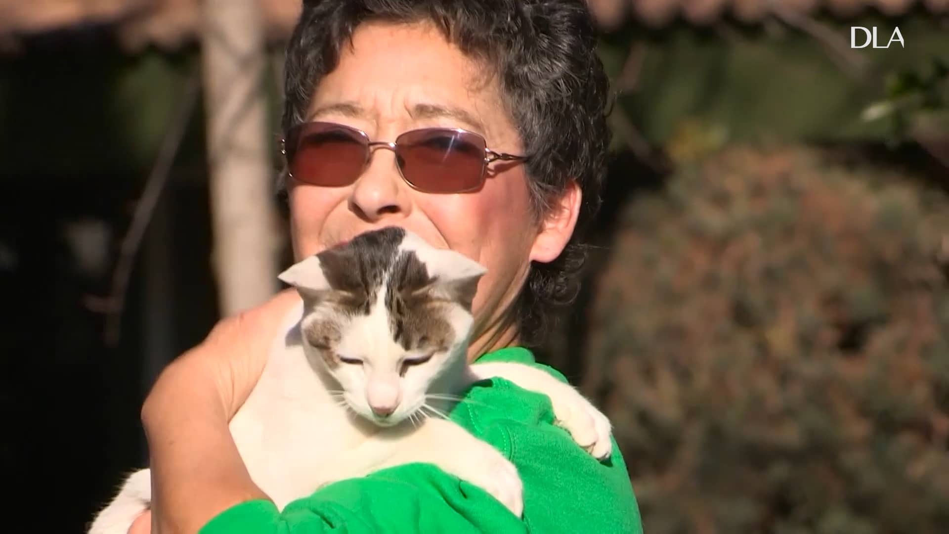 MV One Thousand Cats on Vimeo