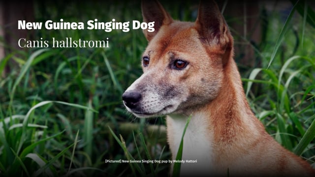 Are New Guinea Singing Dog The Most Intelligent Dogs