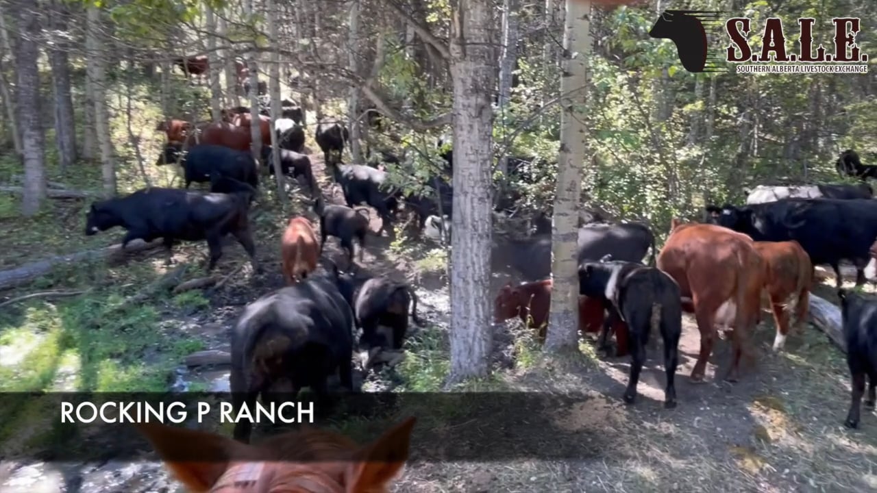 LOT 224 ROCKING P RANCH STEERS Southern Alberta Livestock Exchange.mp4 ...