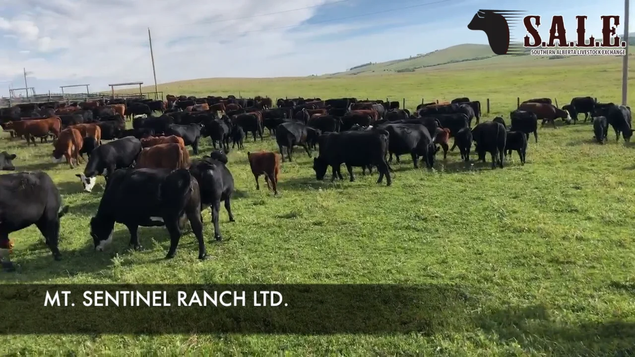 LOT 244 MT SENTINEL STEERS Southern Alberta Livestock Exchange.mp4 on Vimeo