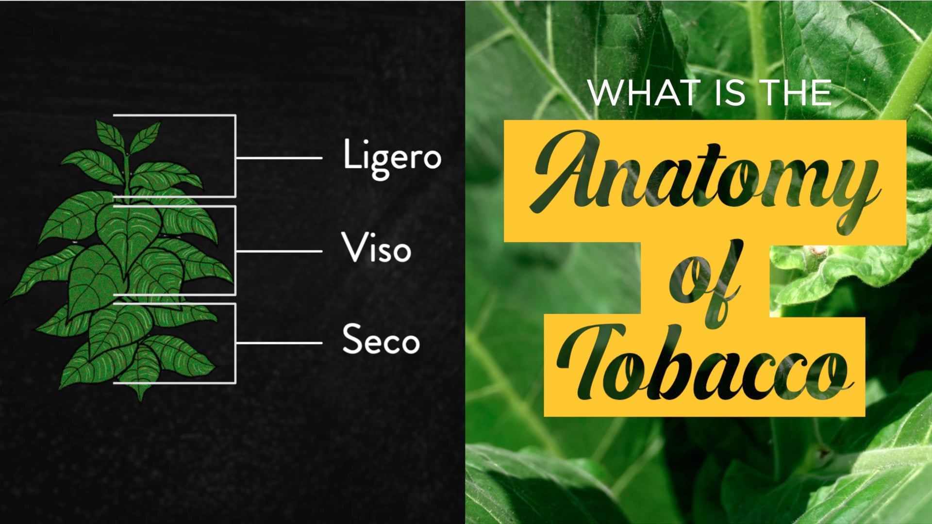 Anatomy of Tobacco on Vimeo