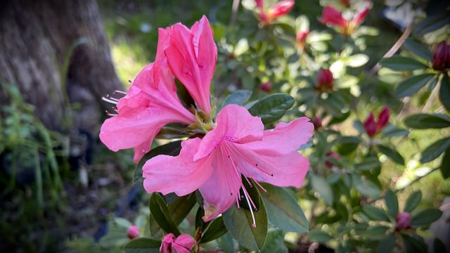Flores Azaleas Rosadas - Free video on Pixabay