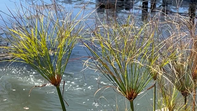 Papyrus Plant Water Free Stock Video - Pixabay