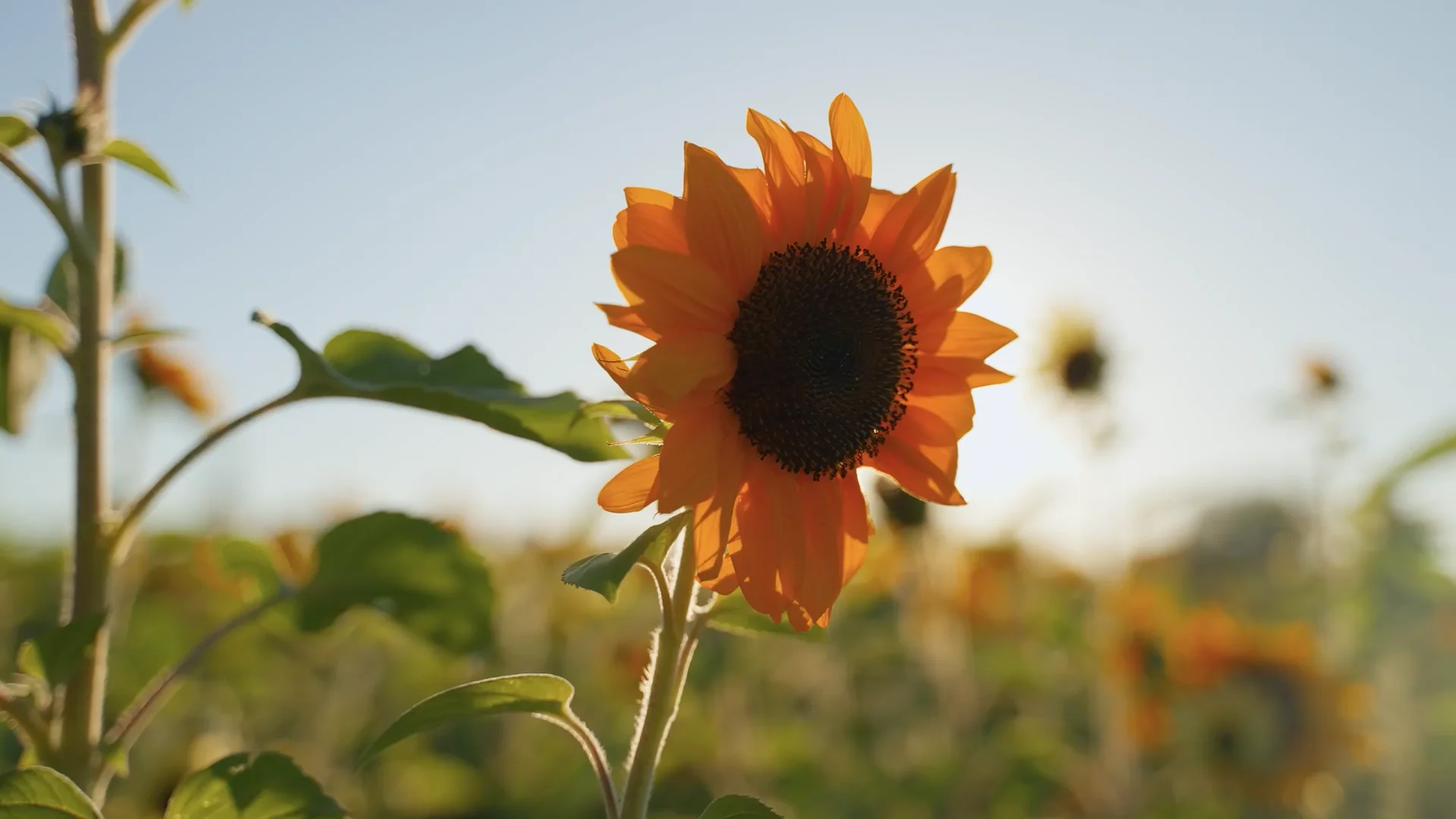 Tourism PG - Sunflower Fest 2022 on Vimeo