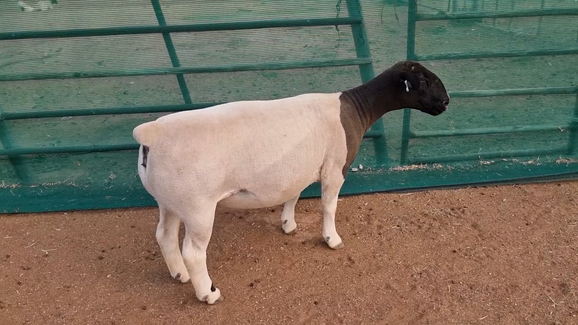 LOT 64 EWE on Vimeo