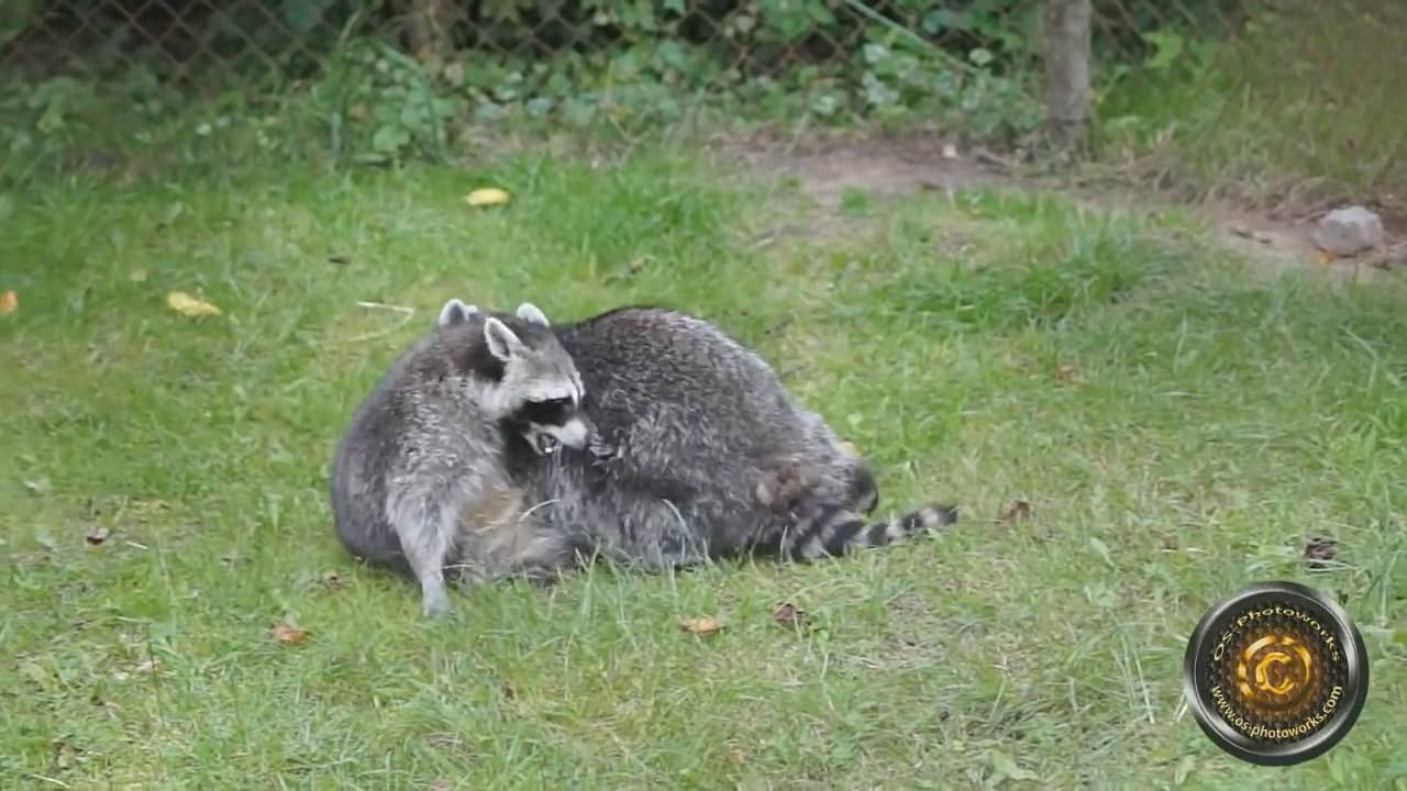 Mating Raccoons on Vimeo