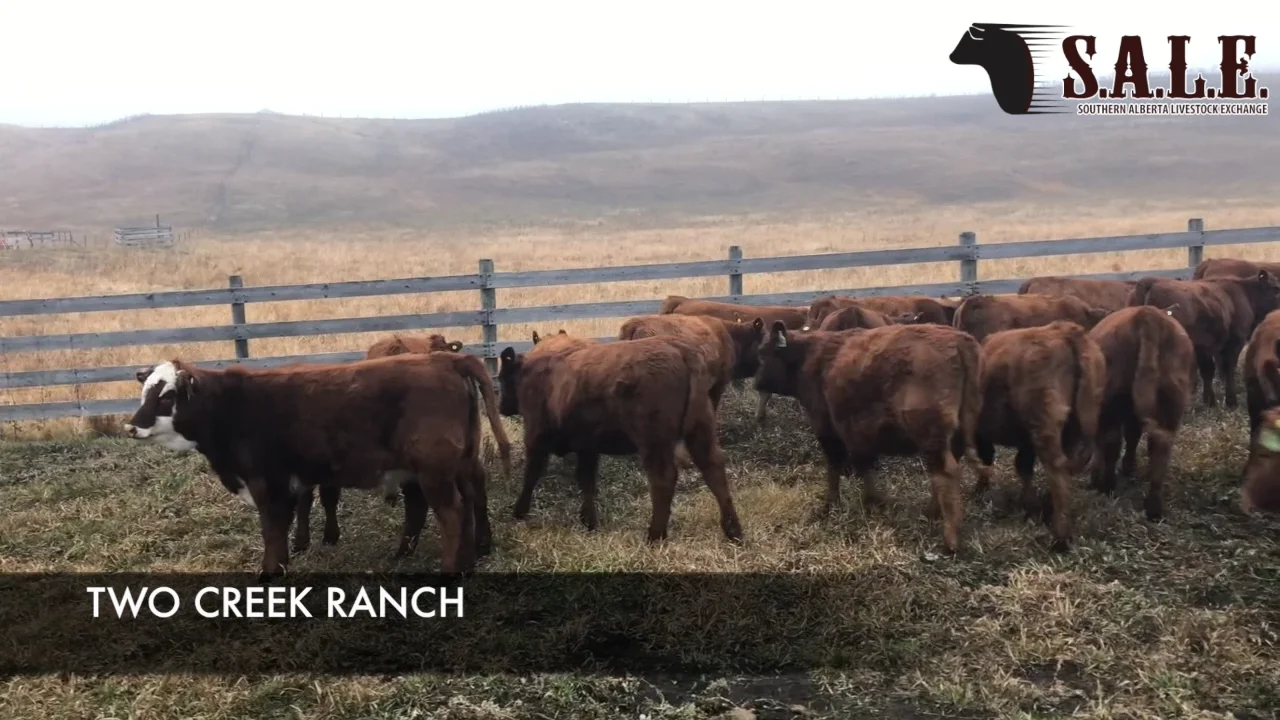 LOT 291 TWO CREEK RANCH STEERS Southern Alberta Livestock Exchange.mp4 ...