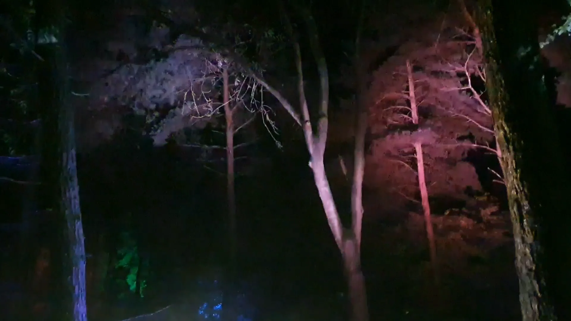 Enchanted forest 6 on Vimeo