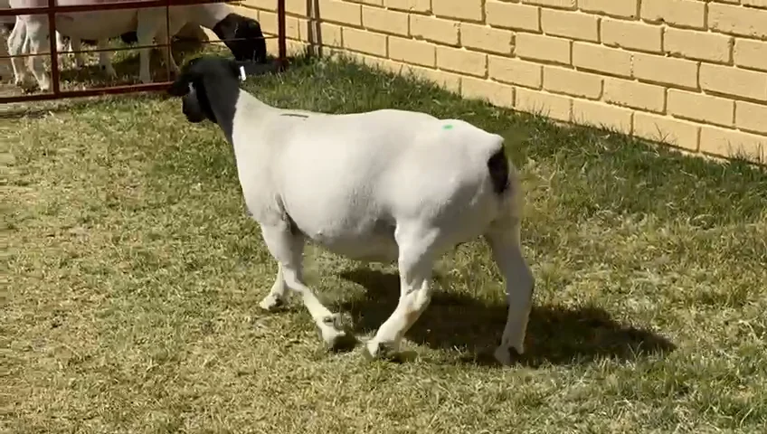 LOT 11 EWE LP on Vimeo
