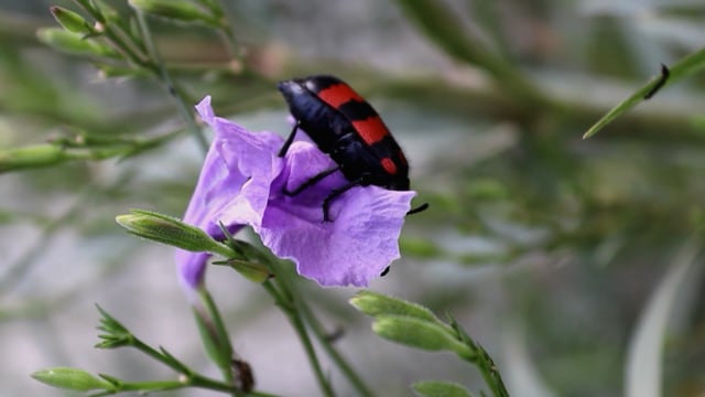 Beetle Flower Insect - Free video on Pixabay