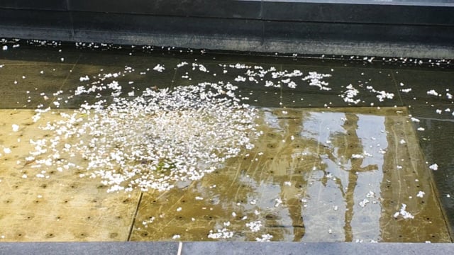 Water Flowing Flower Falling, Whirlpool, Whirlpool Flower. Free Stock ...