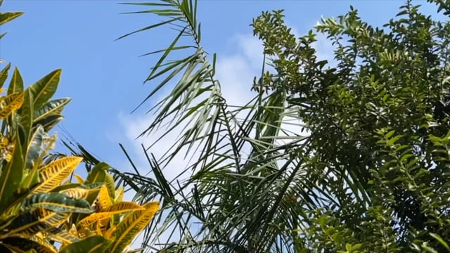 Brazil Tree Palm Free Stock Video - Pixabay