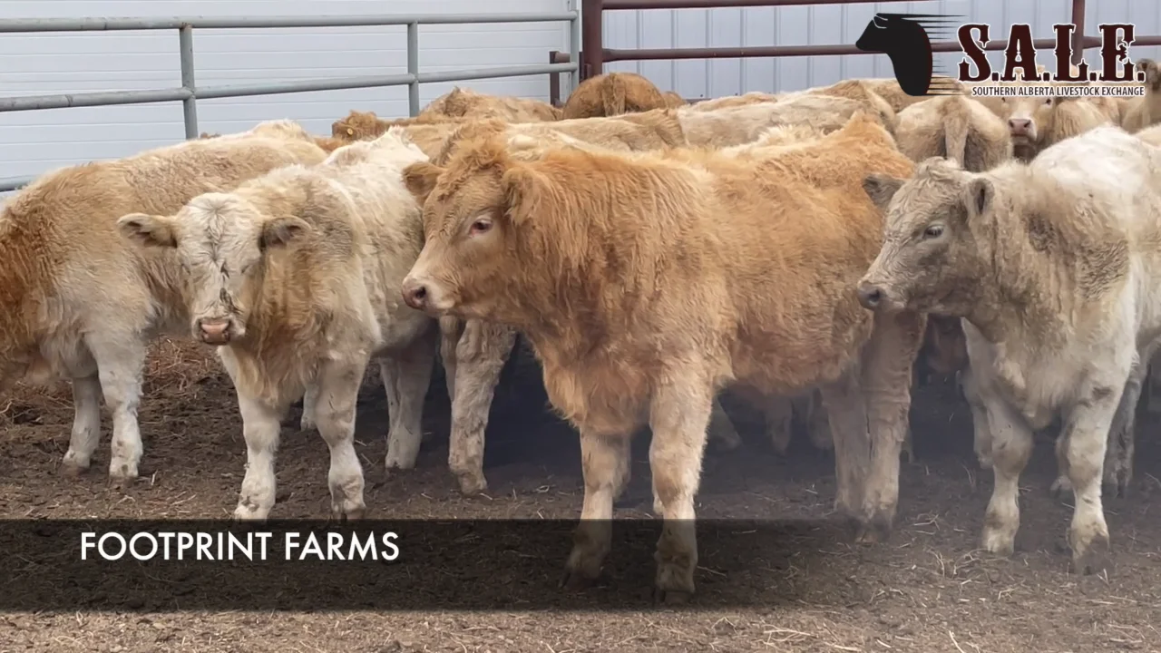 LOT 295 FOOTPRINT FARMS STEERS Southern Alberta Livestock Exchange.mp4 ...