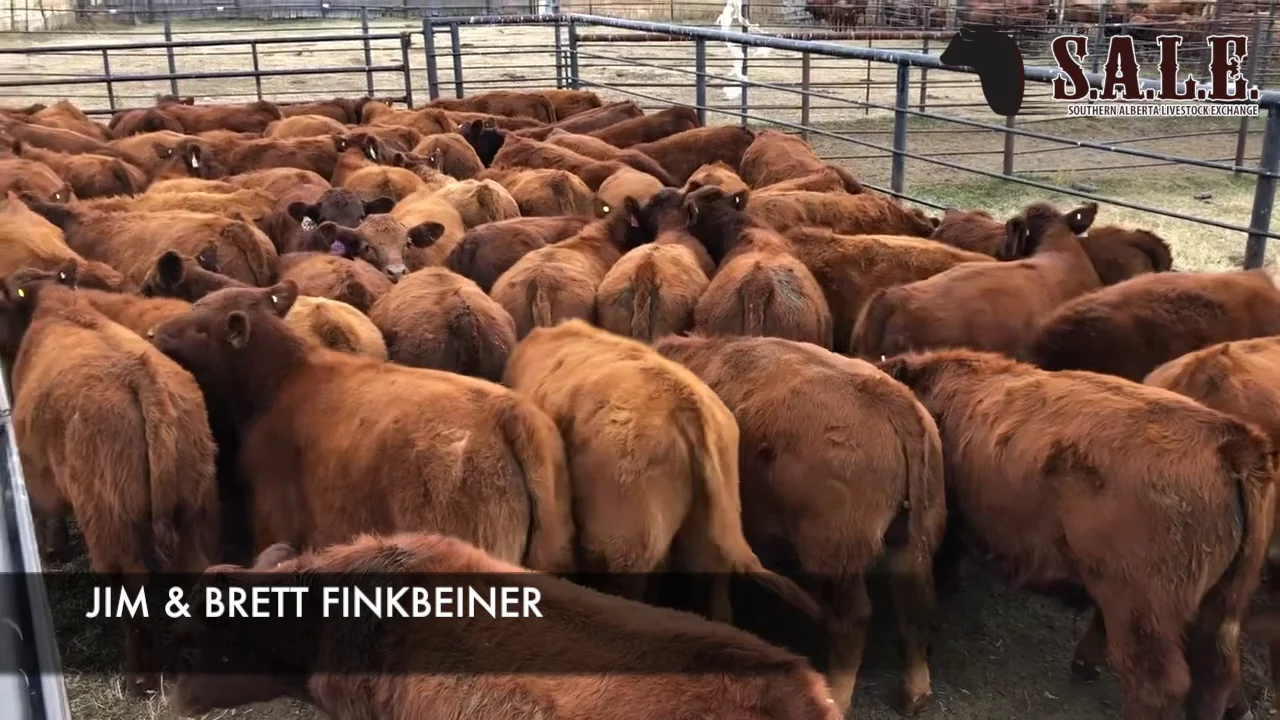 LOT 10 JIM & BRETT FINKBEINER STEERS Southern Alberta Livestock ...