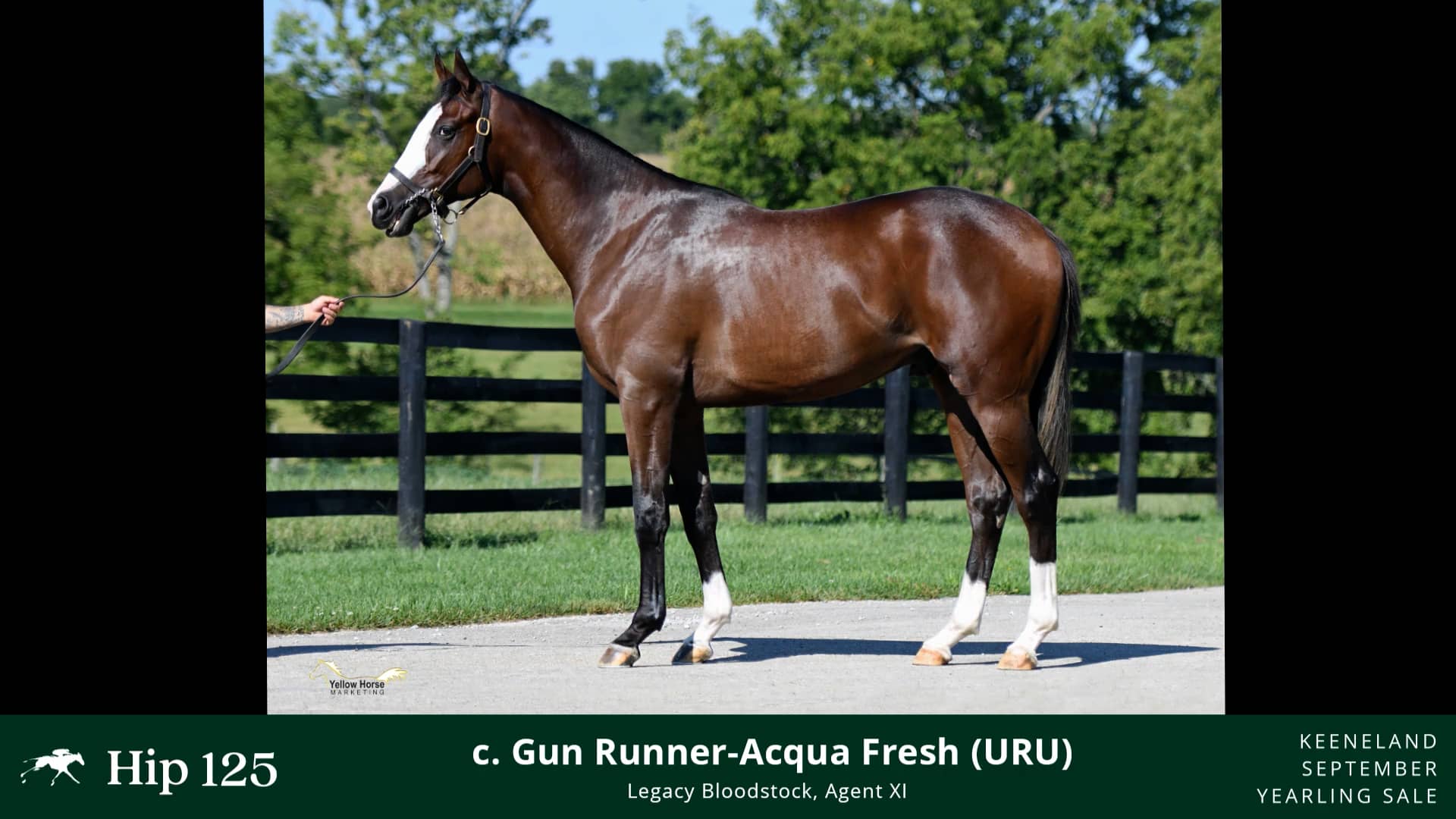 2022 Keeneland September Yearling Sale: Hip #125 Gun Runner x Acqua ...