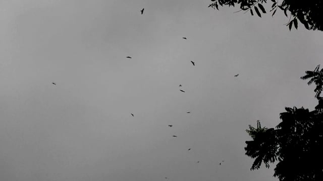 Birds Sky Flying - Free video on Pixabay