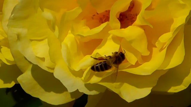 Rose Bee Nectar - Free video on Pixabay