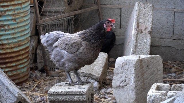 Hen, Corral, Farm. Free Stock Video - Pixabay