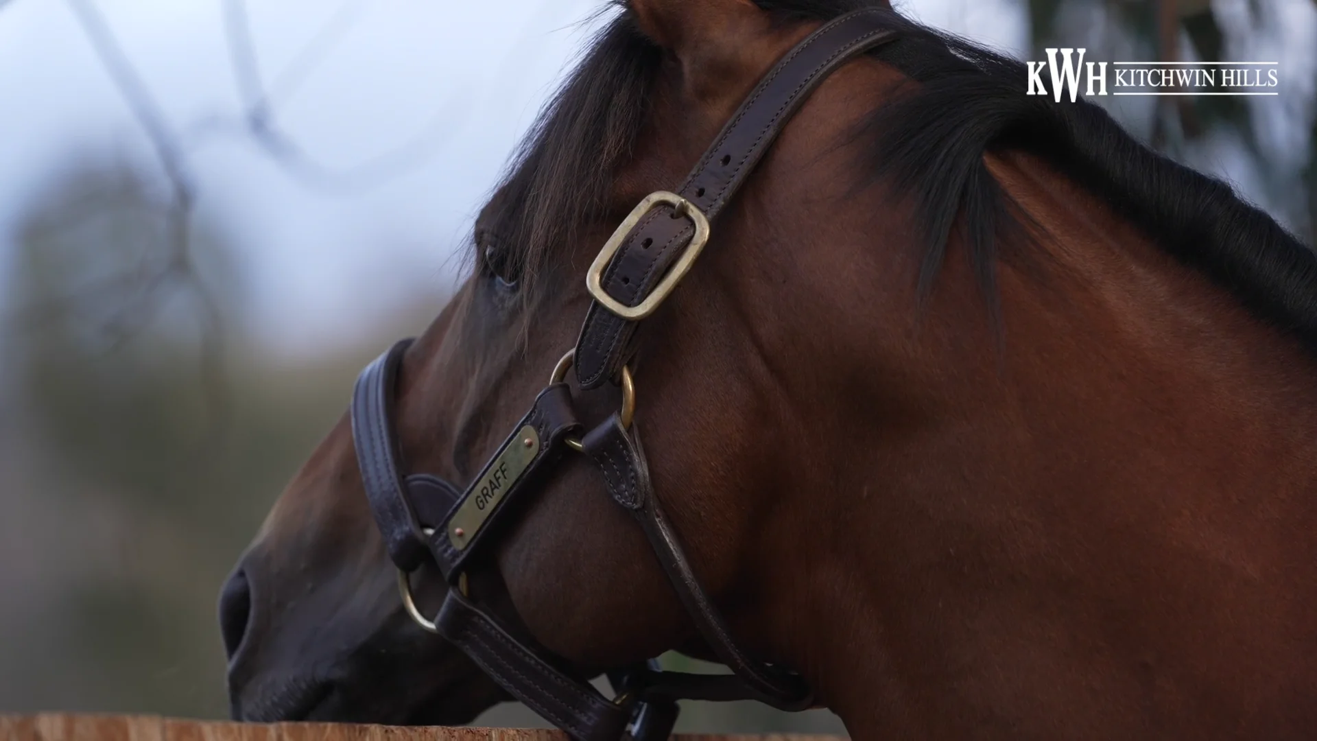 Where do you place 'temperament' as an influence on a stallion's ...