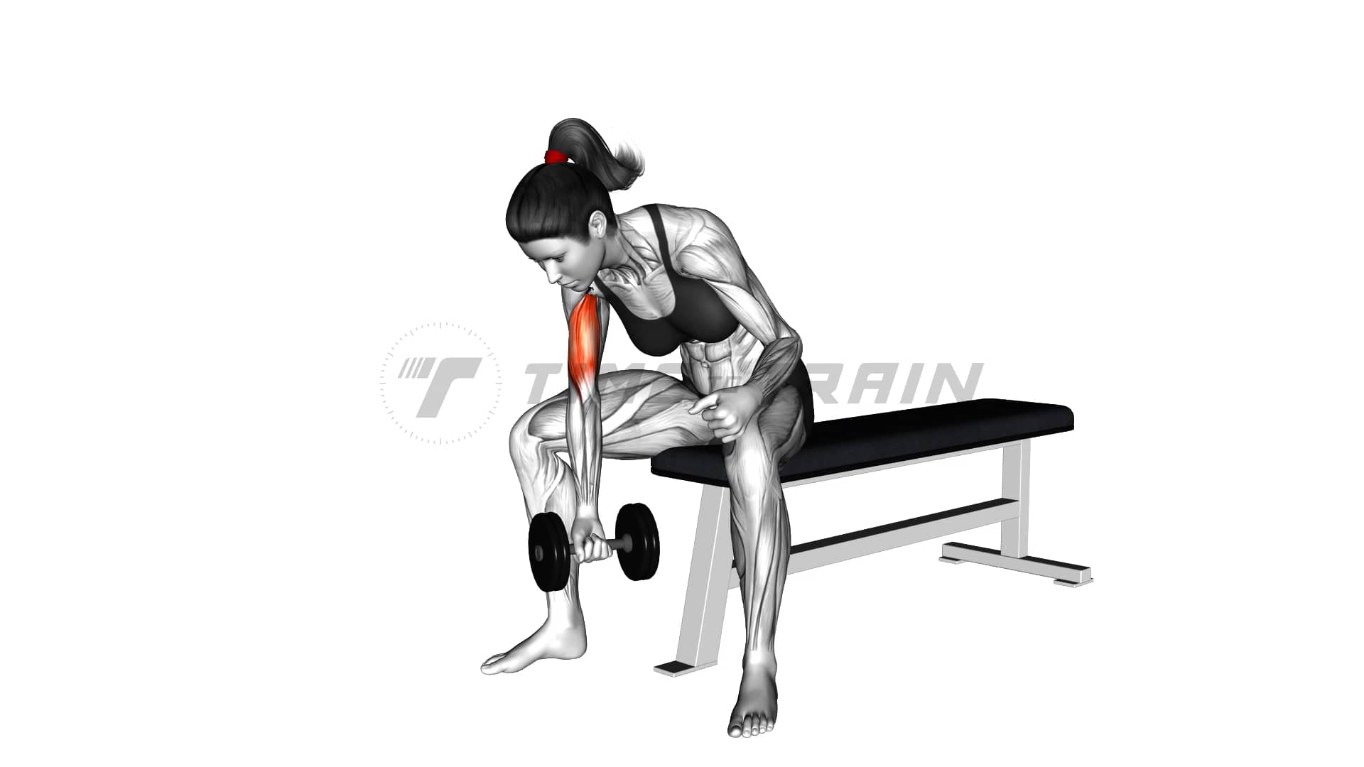 23721201-Dumbbell-Concentration-Curl-(female)_Upper-Arms on Vimeo