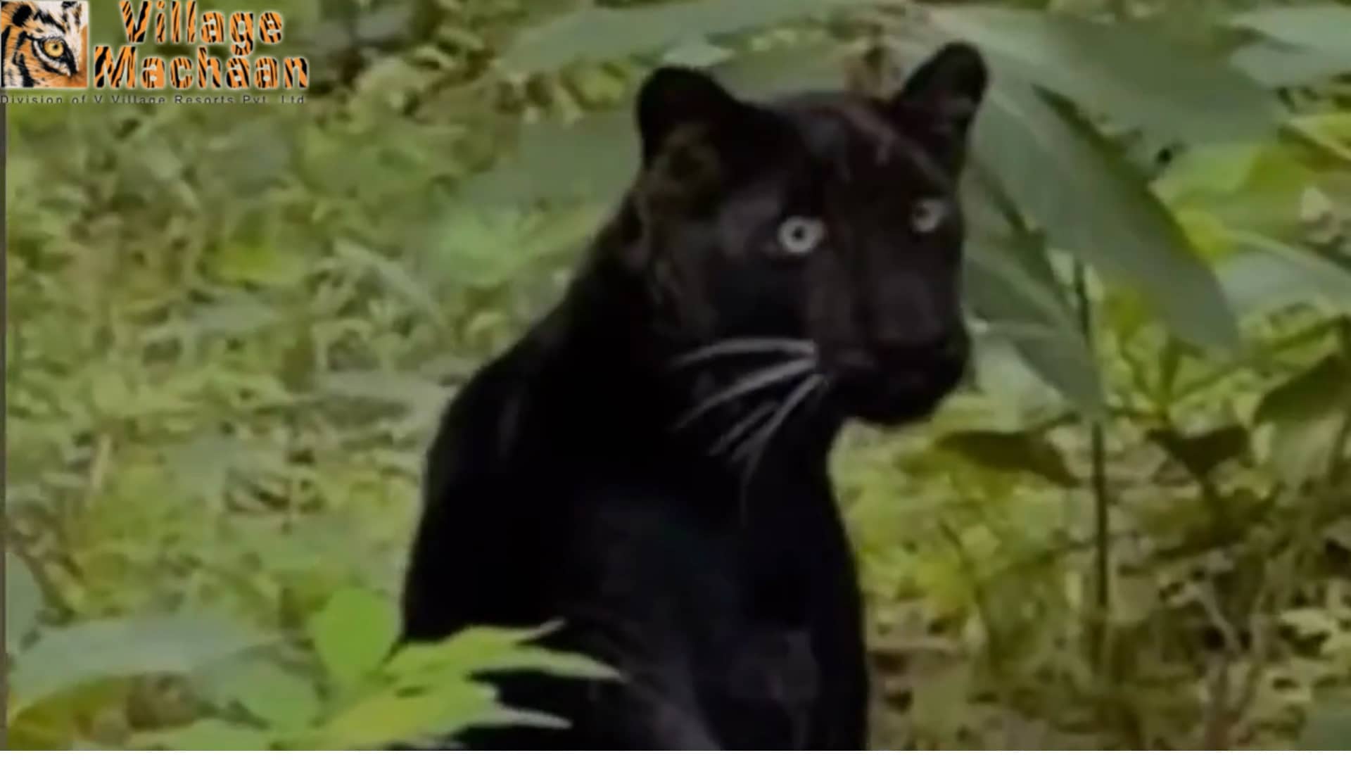 Spotted Black Leopard at Khawasa Range in Pench National Park | Book Jungle Safari & Stay in ...