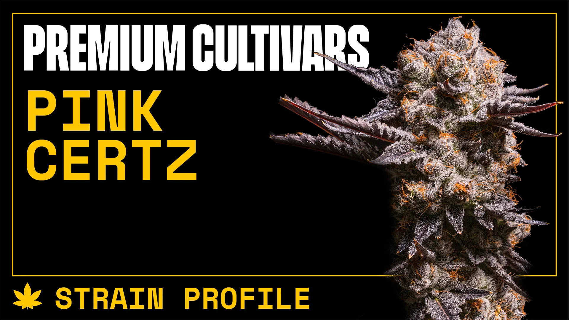 Pink Certz Strain Profile | Premium Cultivars on Vimeo