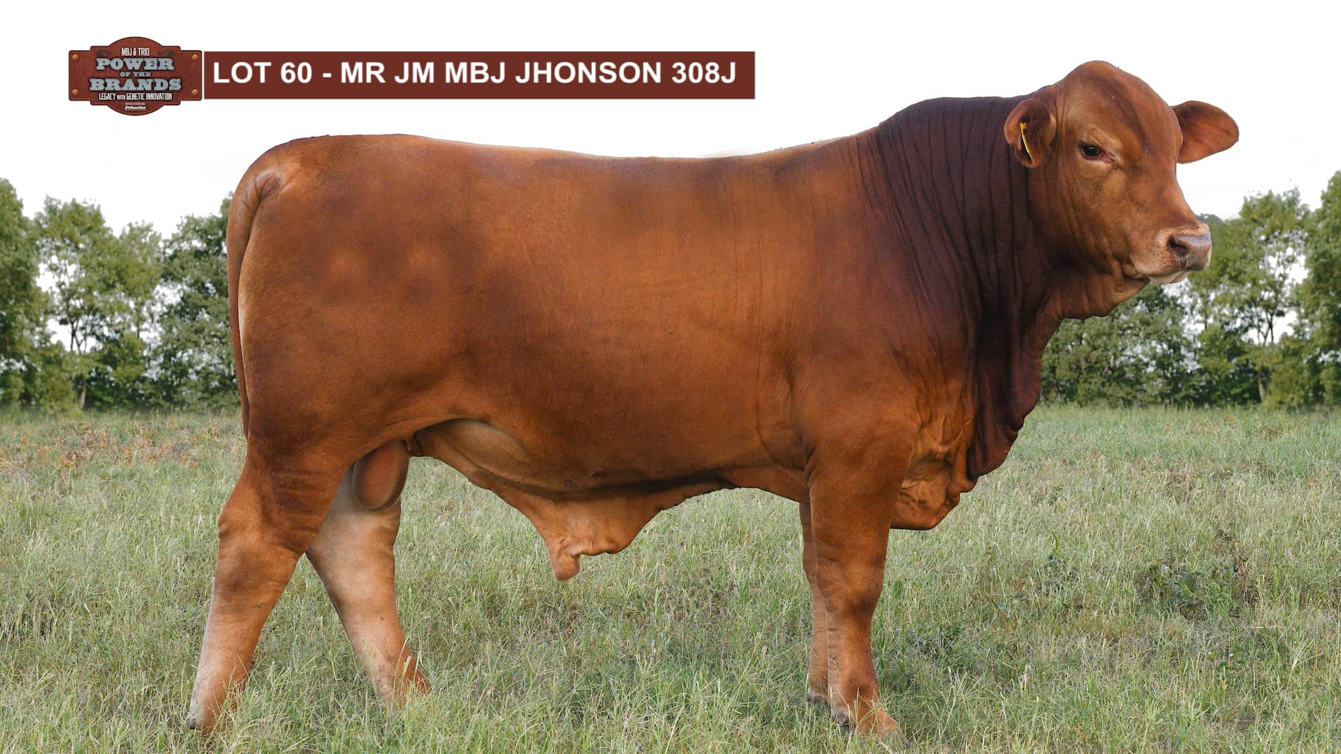 LOT 60 - MR JM MBJ JHONSON 308J on Vimeo