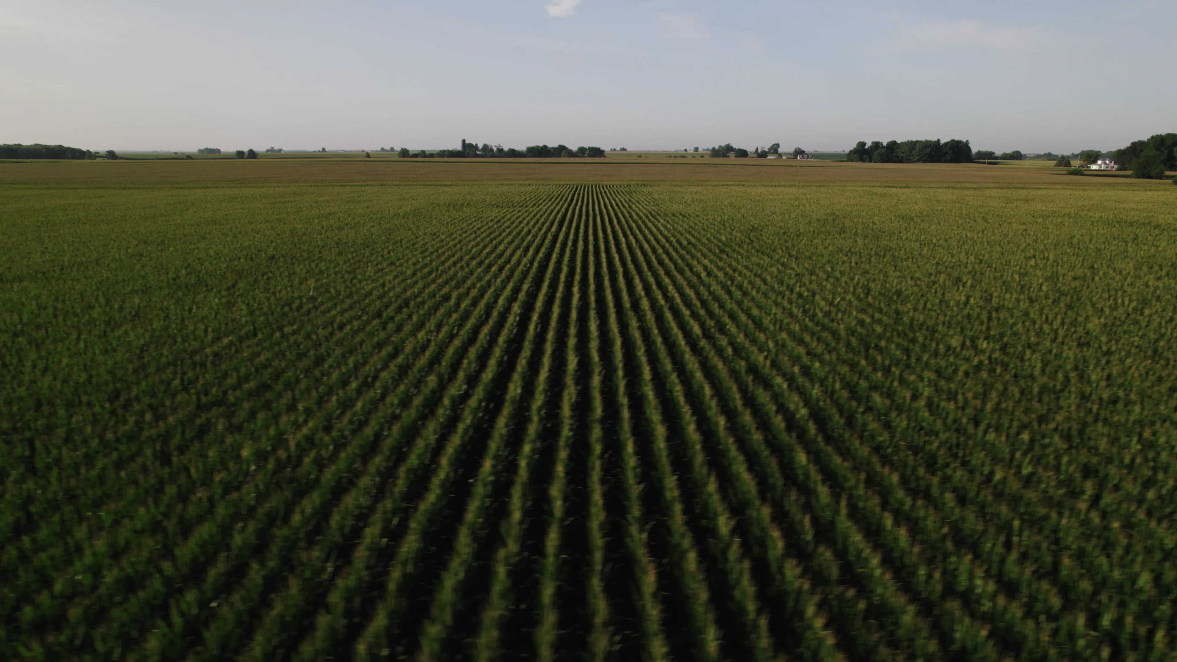 Smith Corn Closeup and Drone on Vimeo