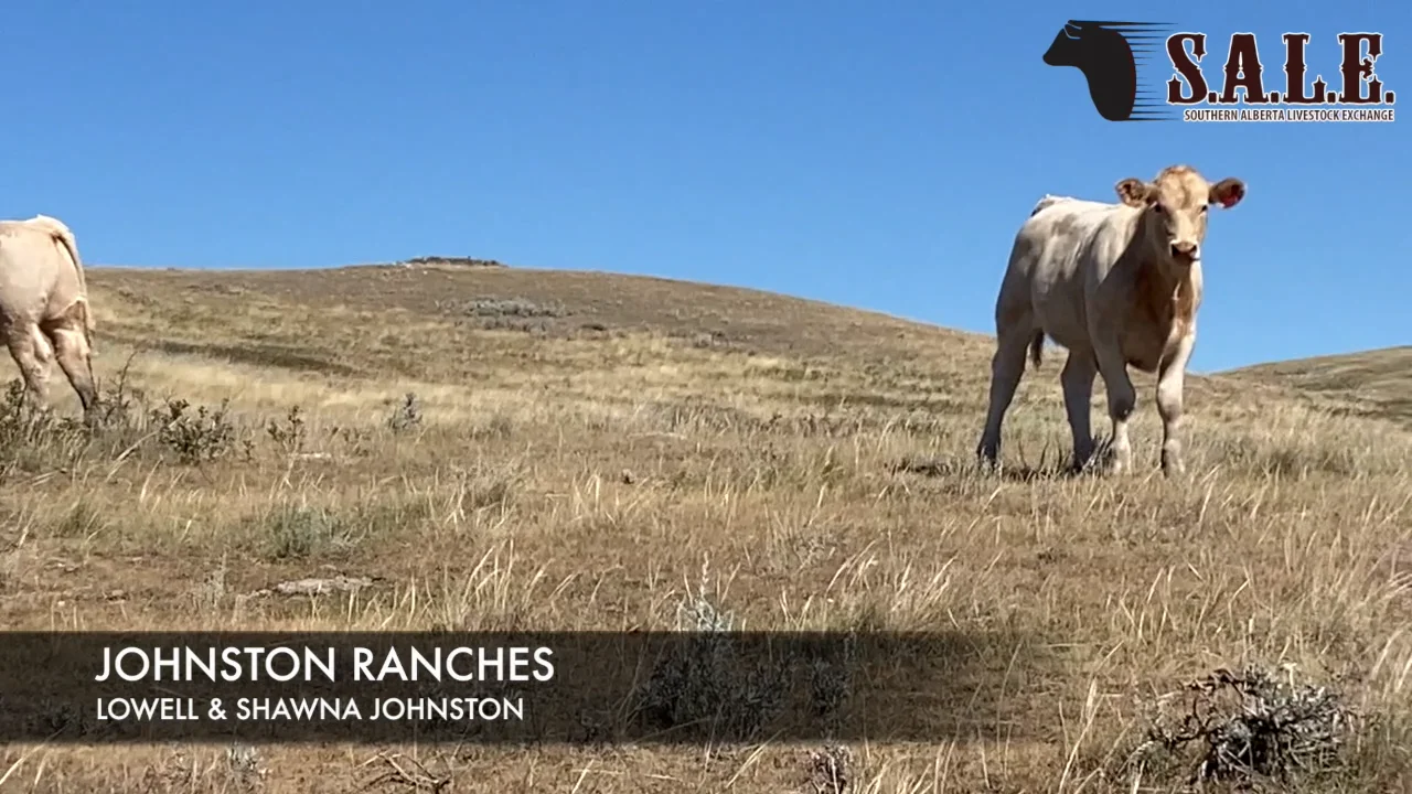 LOT 410 JOHNSTON RANCHES HEIFERS Southern Alberta Livestock Exchange on ...