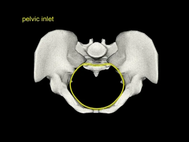 Pelvic Inlet And Outlet Views