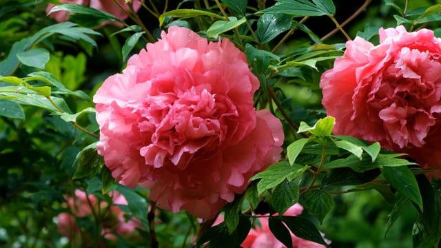 Peônia Rosa Flor - Free video on Pixabay - Pixabay