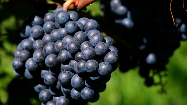 Grapes Videos: Download 85+ Free 4K & HD Stock Footage Clips - Pixabay