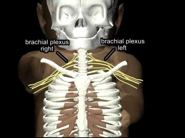 Basilar Plexus