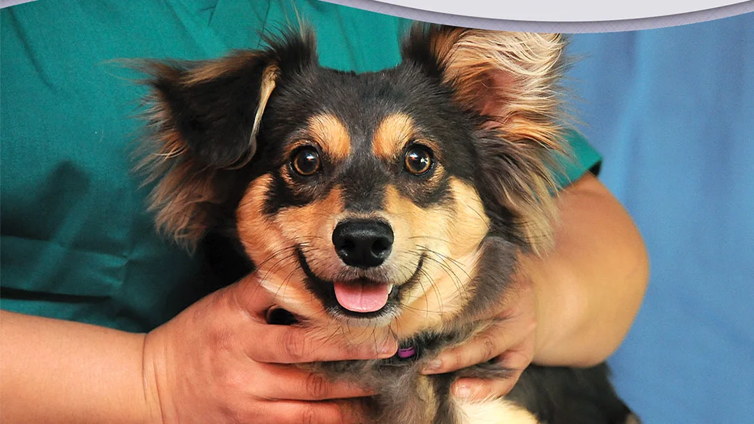 Watch Handling Moving and Restraining Small and Medium-sized Dogs with ...