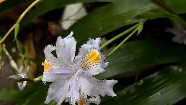 Flower, Lily, Drops. Free Stock Video - Pixabay