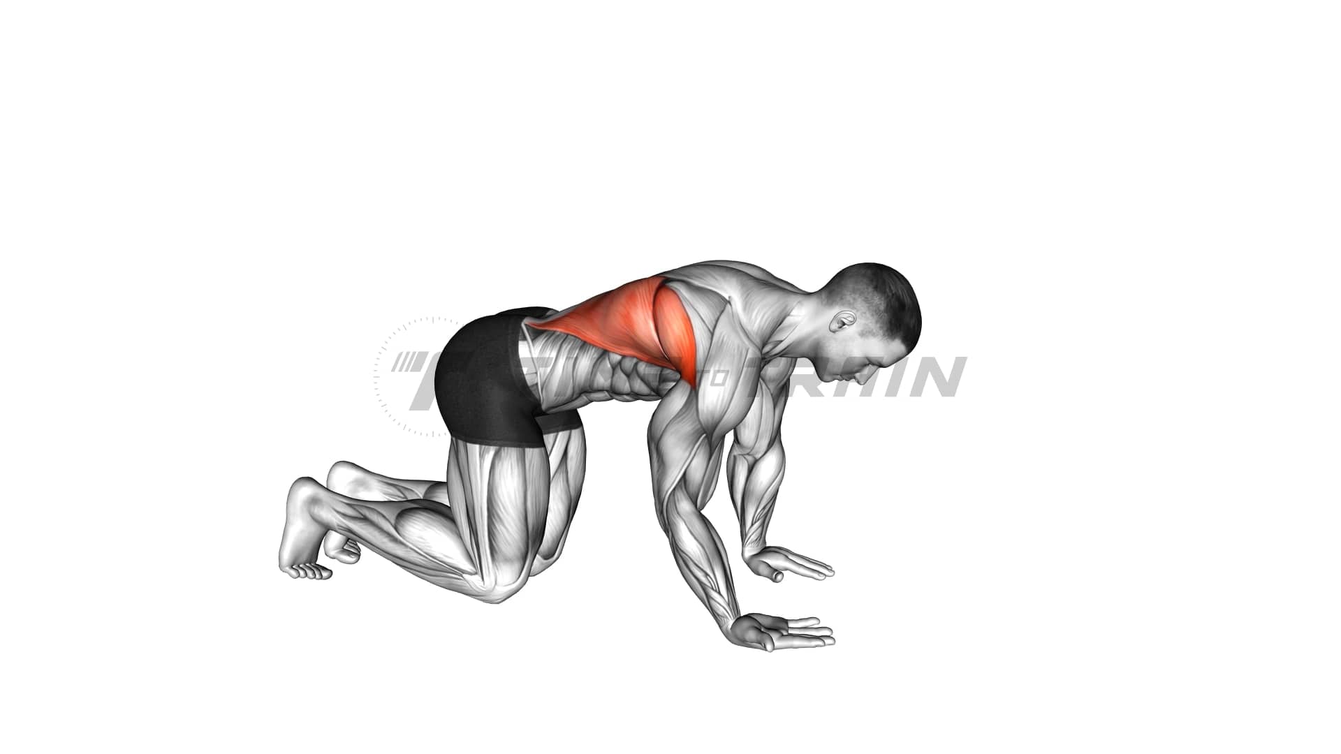 13461201-Kneeling-Lat-Stretch_Back on Vimeo