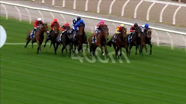 Supido - Stallion | Breednet