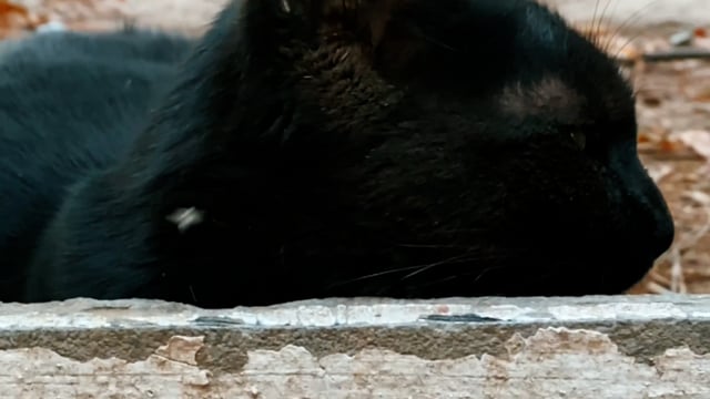 Cat Street Fly - Free video on Pixabay