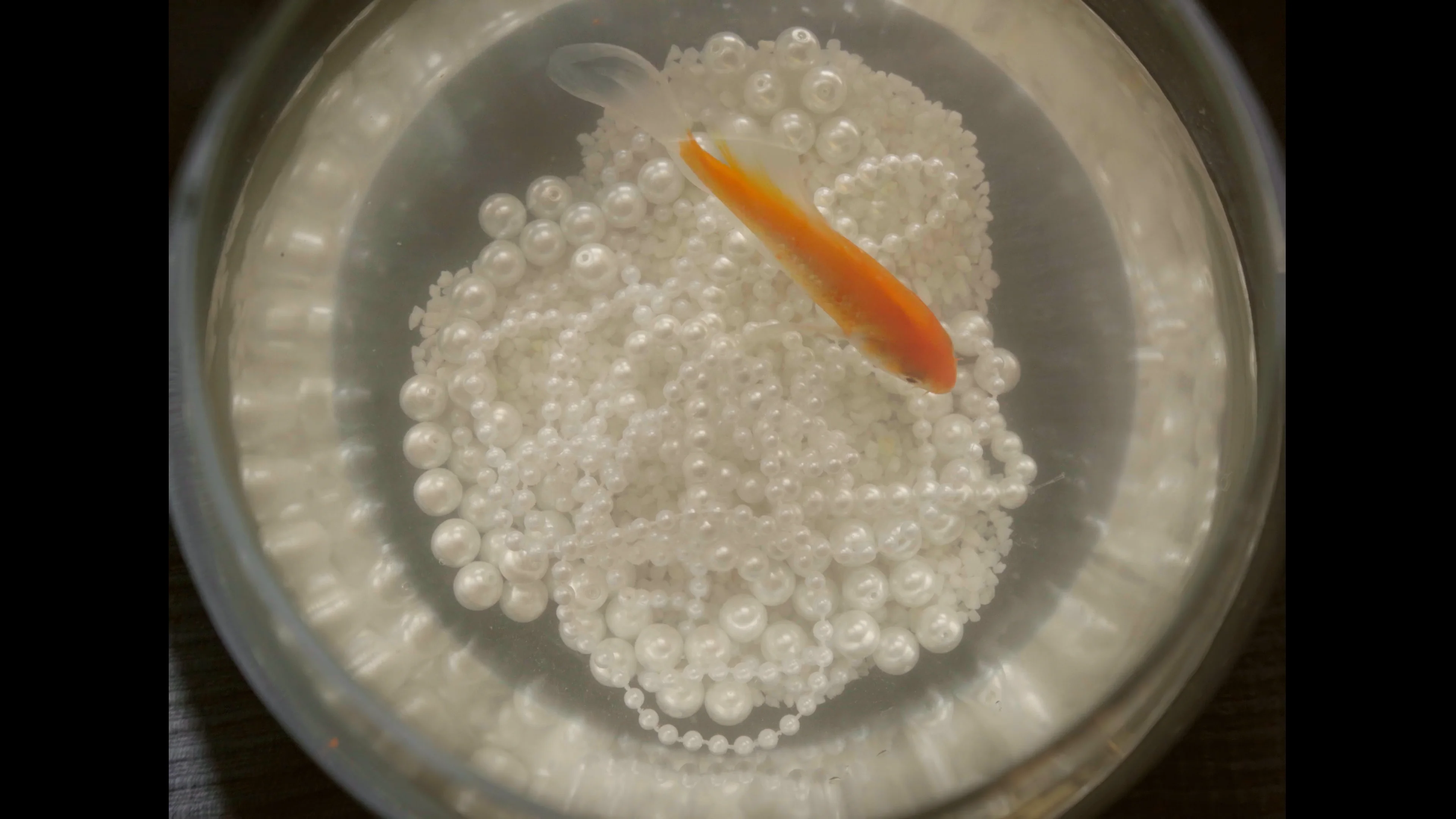 Fish on Vimeo