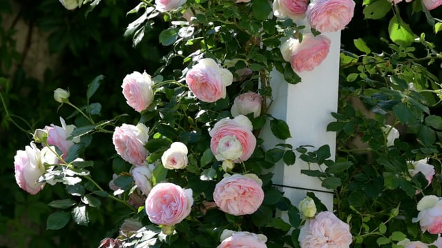 Rose Videos: Download 476+ Free 4K & HD Stock Footage Clips - Pixabay